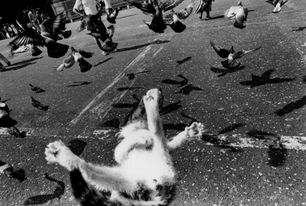 La soledad del fotógrafo Masahisa Fukase - MAKMA